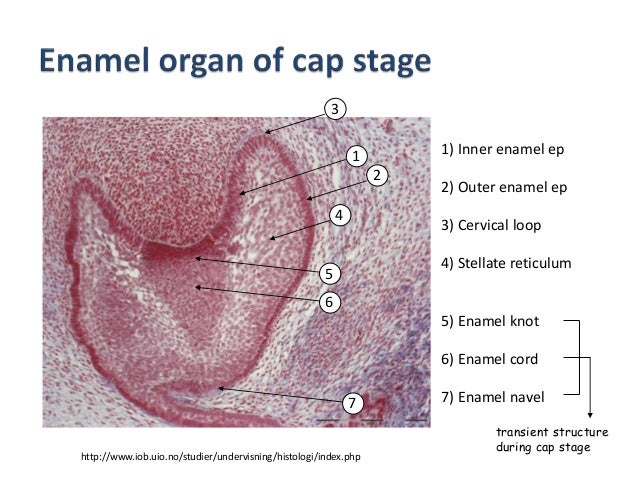 Tooth development