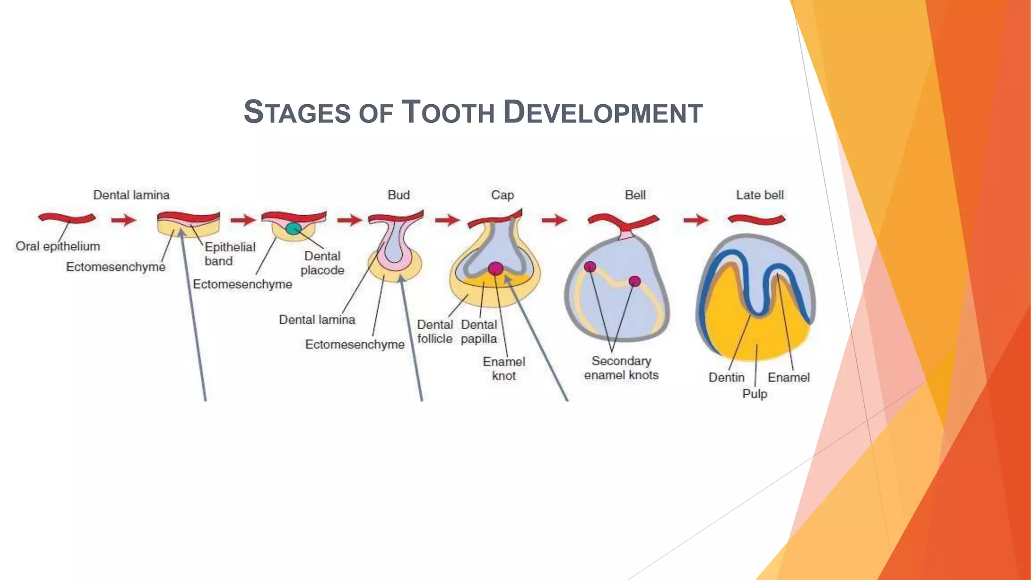 TOOTH DEV I BDS.pptx