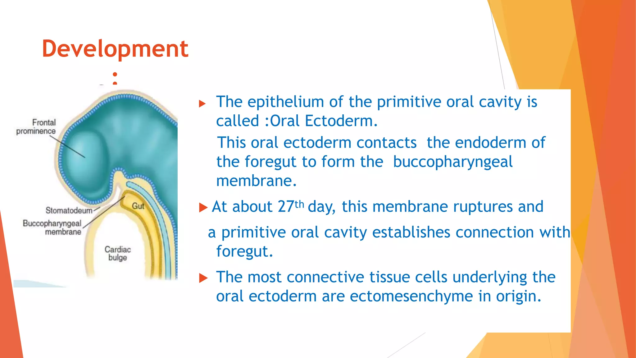 TOOTH DEV I BDS.pptx