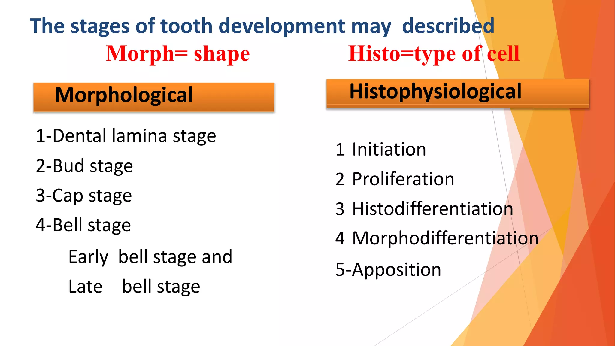 TOOTH DEV I BDS.pptx