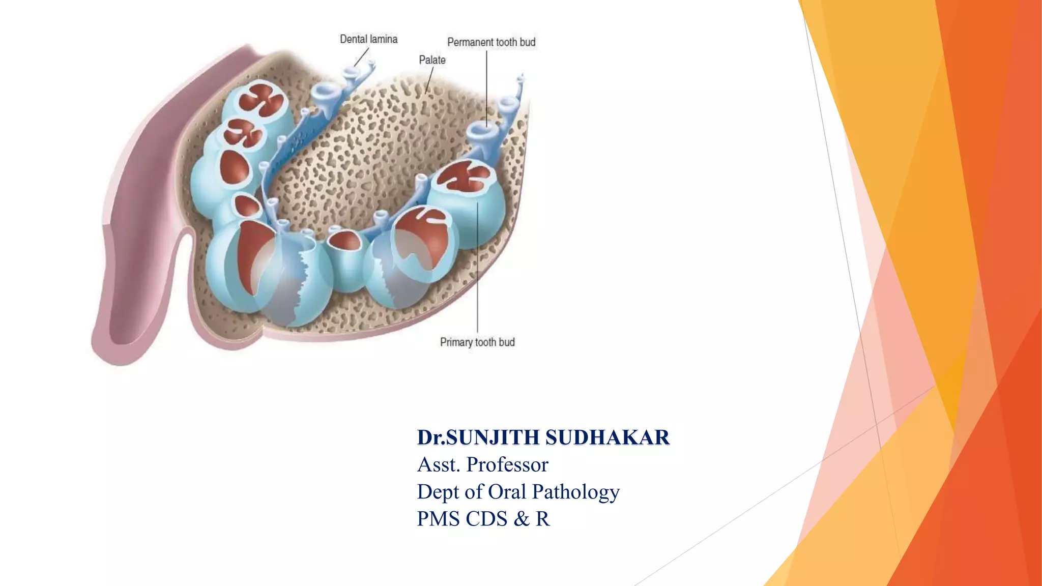 TOOTH DEV I BDS.pptx