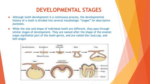 TOOTH DEV I BDS.pptx