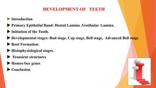 TOOTH DEV I BDS.pptx