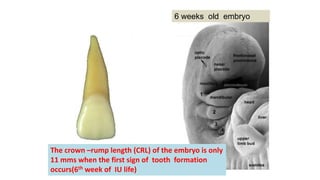 Tooth development | PPTX