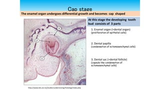 Tooth development | PPTX
