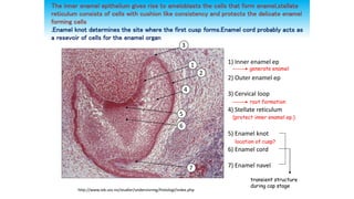 Tooth development | PPTX