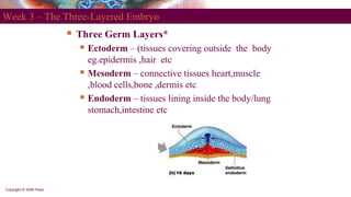 Tooth development | PPTX