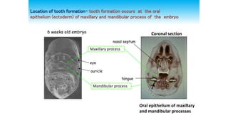 Tooth development | PPTX