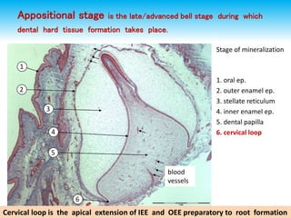 Tooth development -2 | PPT