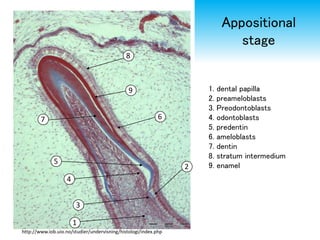 Tooth development -2 | PPT