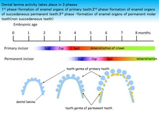 Tooth development -2 | PPT