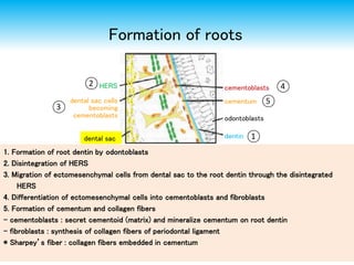 Tooth development -2 | PPT