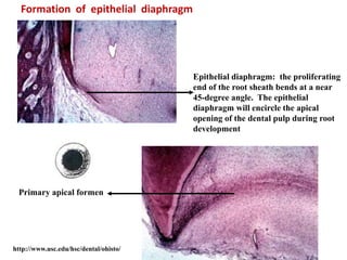 Tooth development -2 | PPT