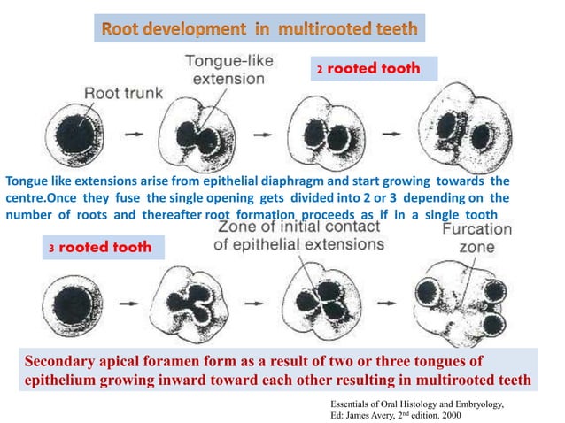 Tooth development -2 | PPT