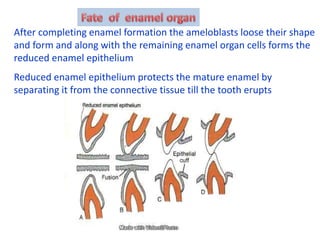 Tooth development -2 | PPT