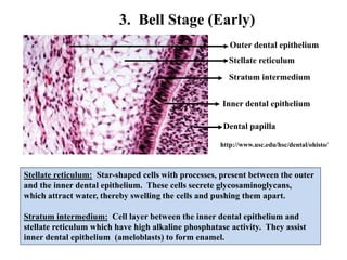 Tooth development -2 | PPT