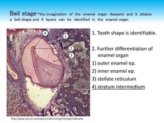 Tooth development -2 | PPTX