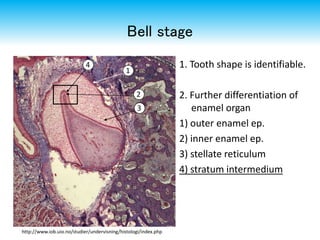 Tooth development -2 | PPT