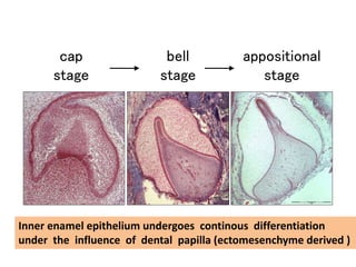 Tooth development -2 | PPT