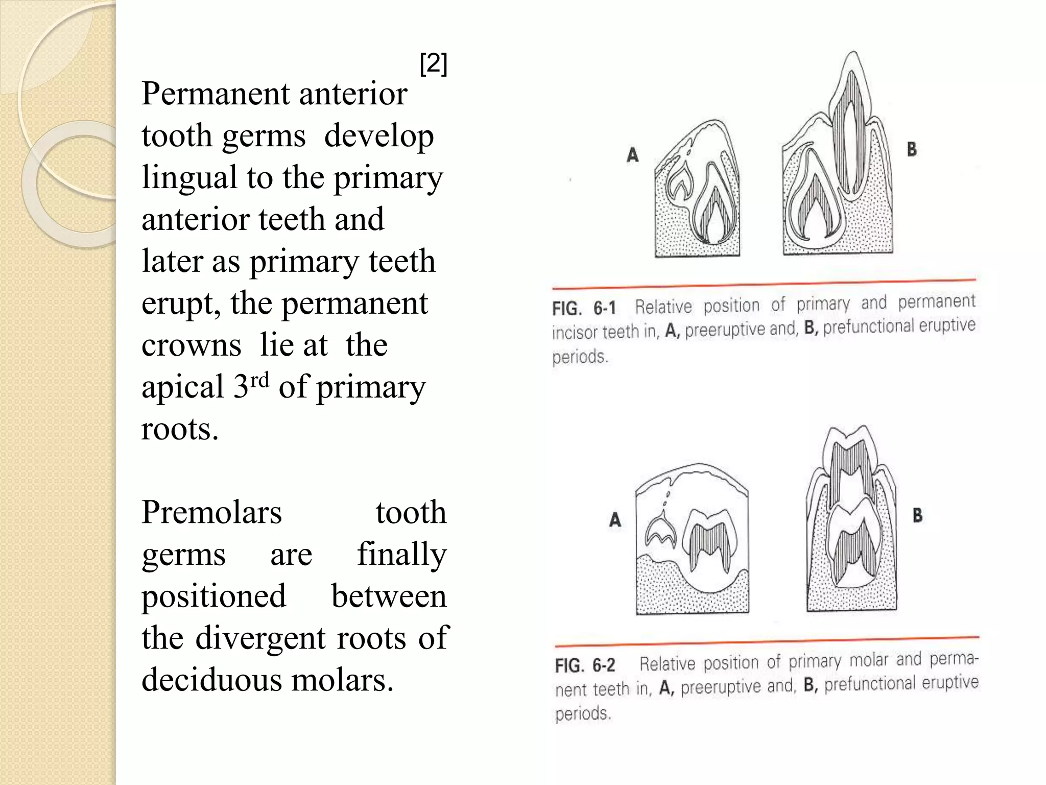 Tooth eruption | PPTX