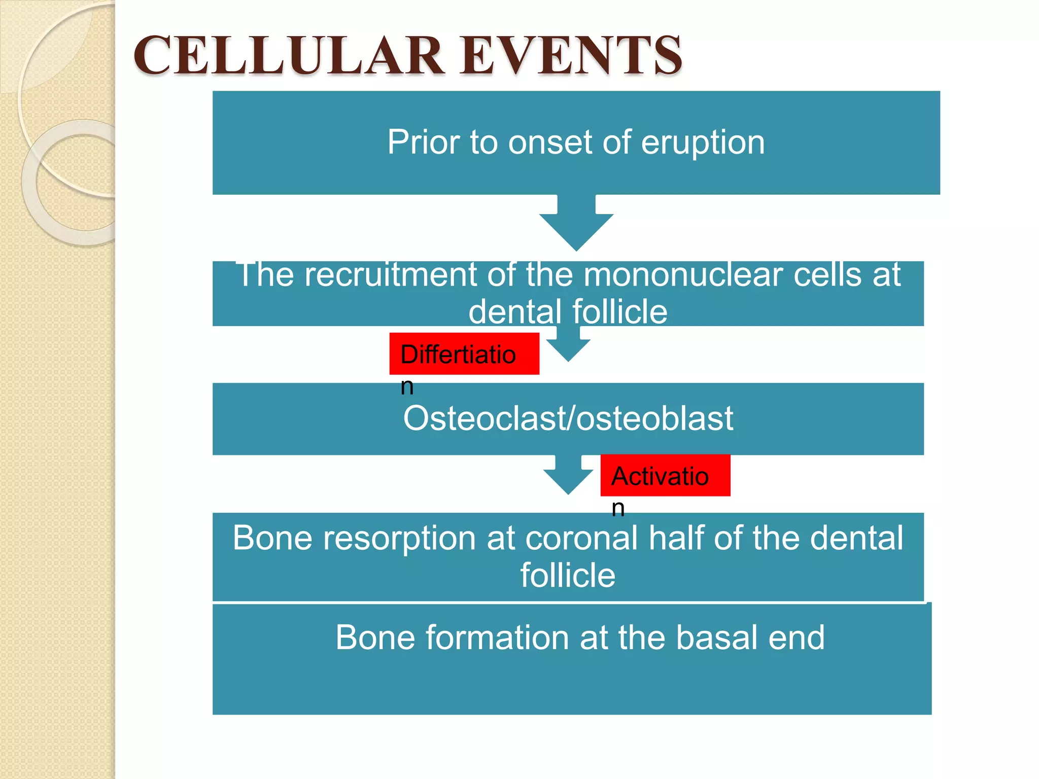 Tooth eruption | PPTX