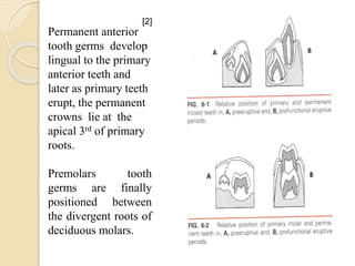 Tooth eruption | PPT