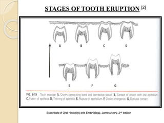 Tooth eruption | PPT