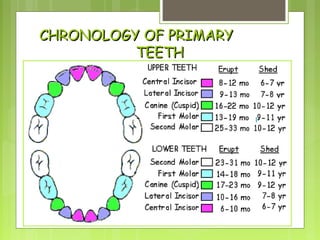 Tooth eruption and shedding | PPT