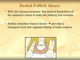 TOOTH ERUPTION AND DENTAL ANATOMY CLASS.ppt