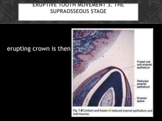 Tooth eruption | PPTX