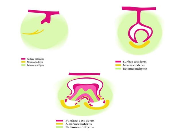 Tooth eruption ppt | PPTX | Dental Health | Diseases and Conditions