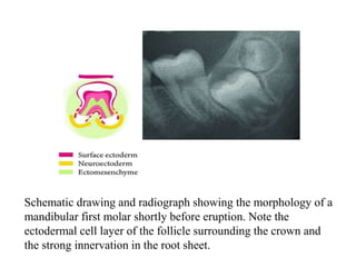 Tooth eruption ppt | PPTX