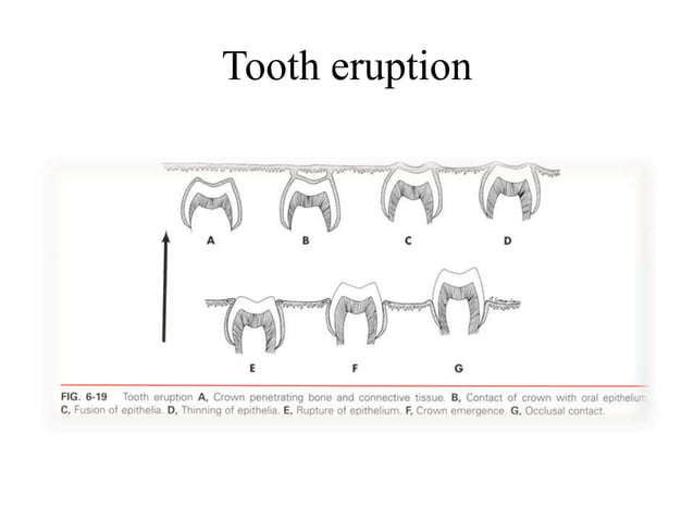 Tooth eruption ppt | PPTX | Dental Health | Diseases and Conditions