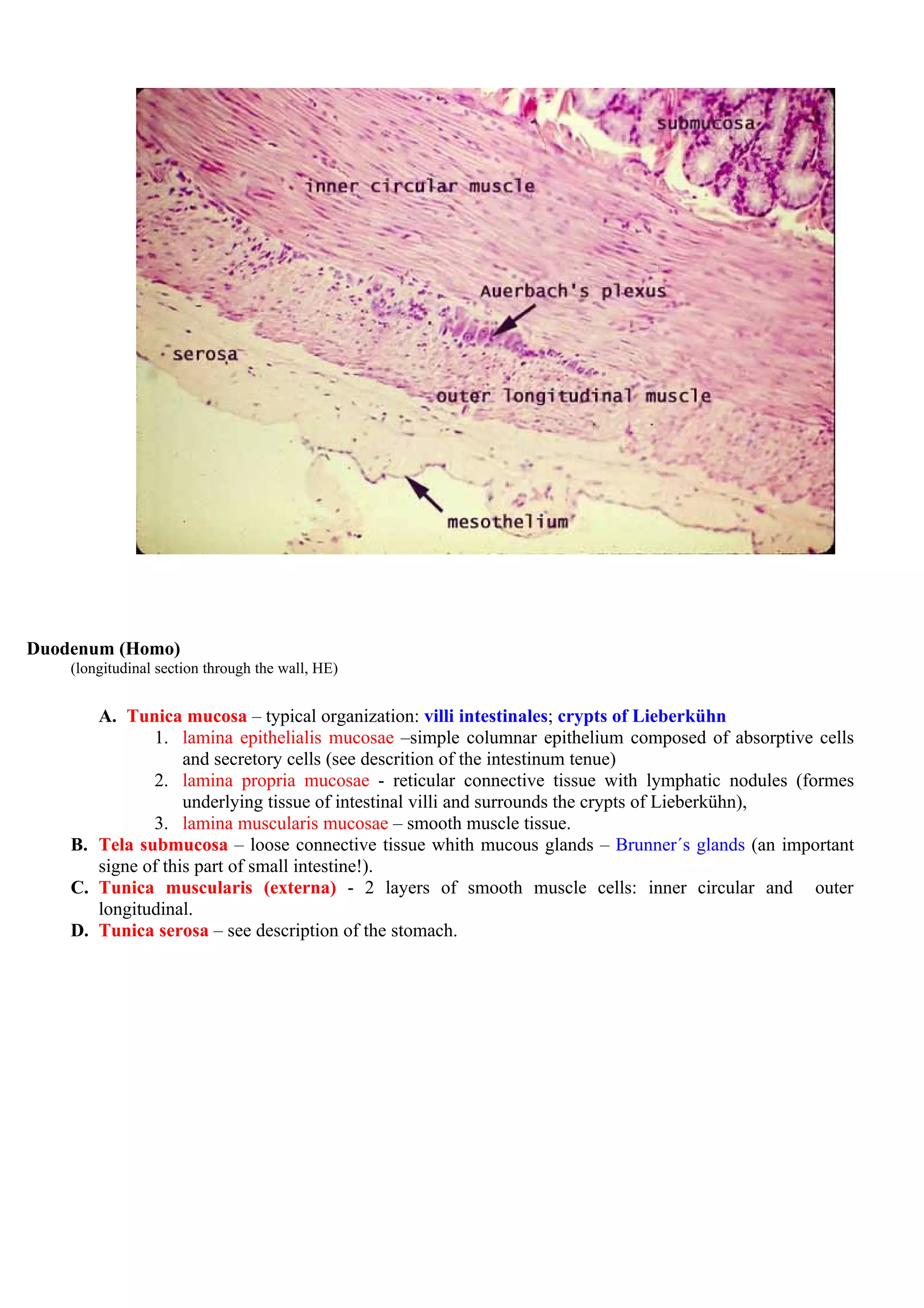 Tooth, esophagus, stomach, small intestine | DOC