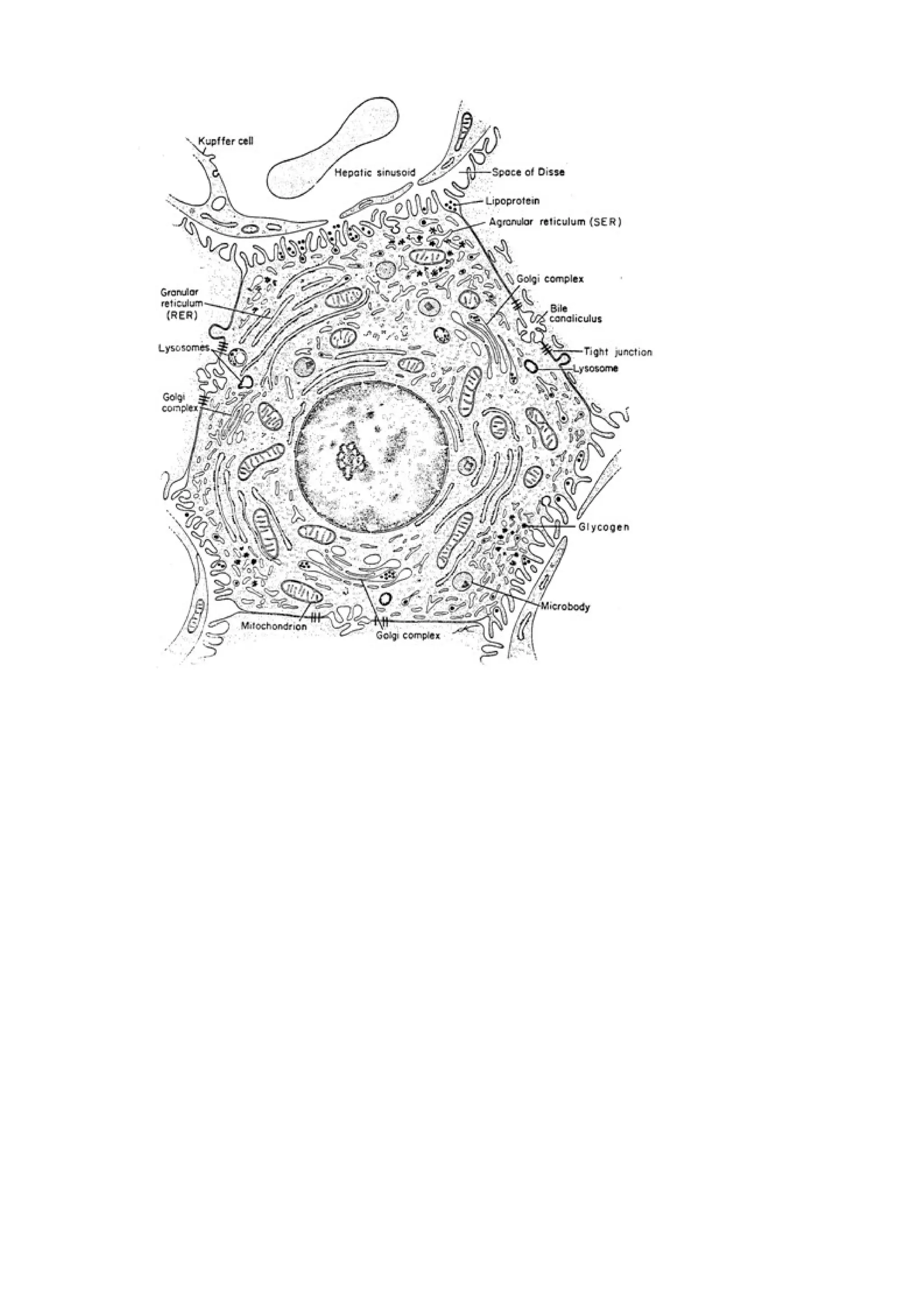 Tooth, esophagus, stomach, small intestine | DOC