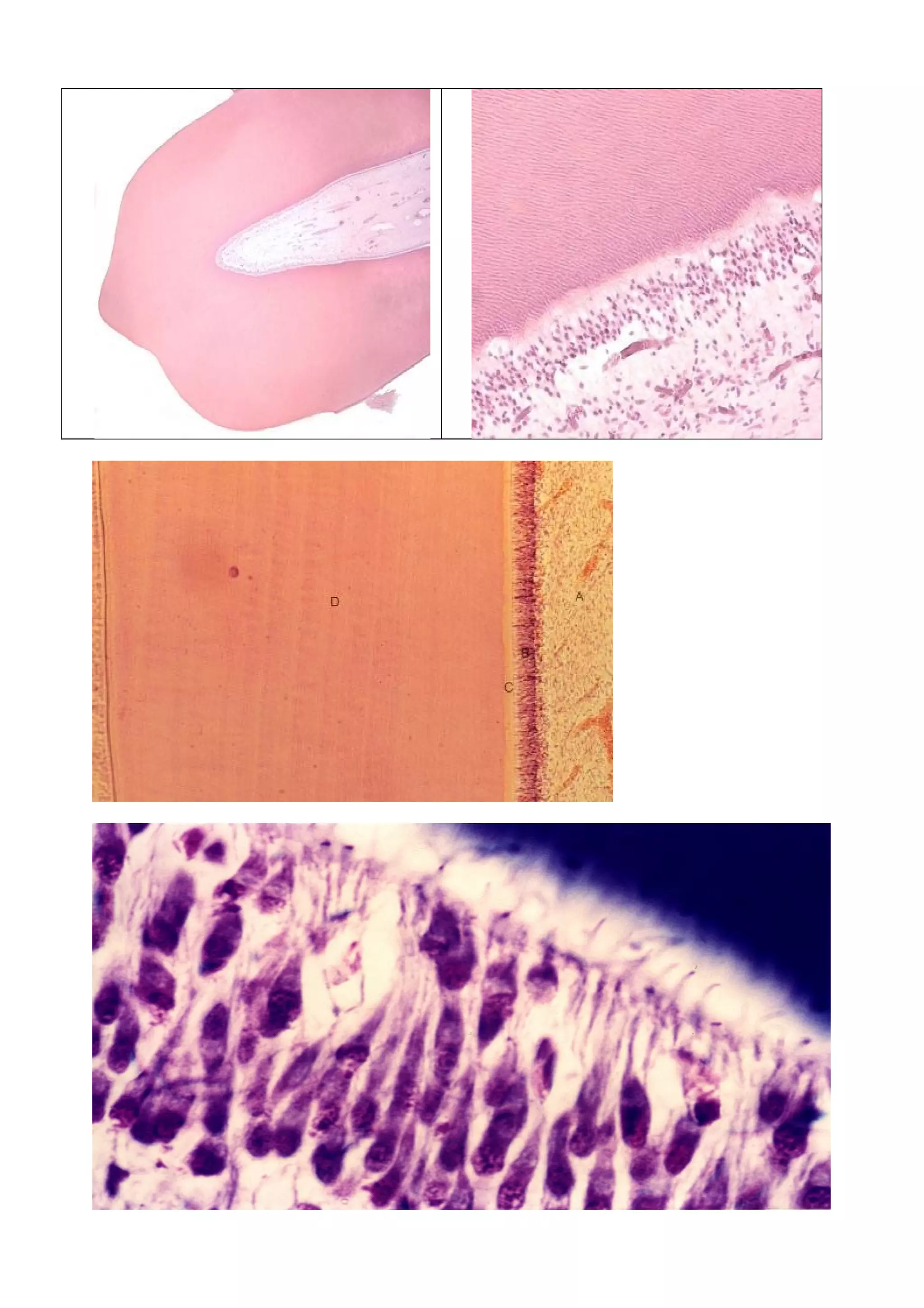 Tooth, esophagus, stomach, small intestine | PDF | Free Download