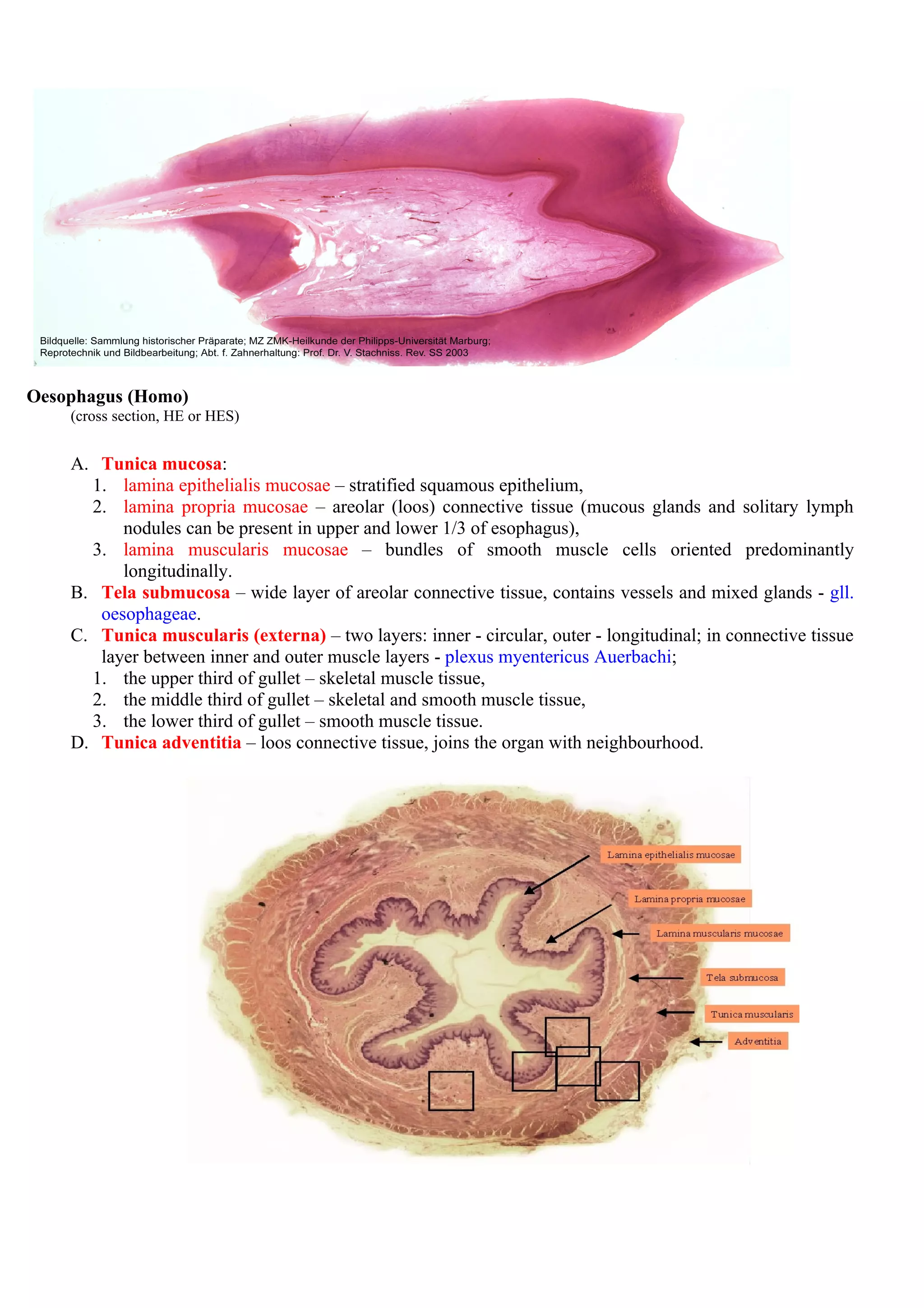 Tooth, esophagus, stomach, small intestine | DOC
