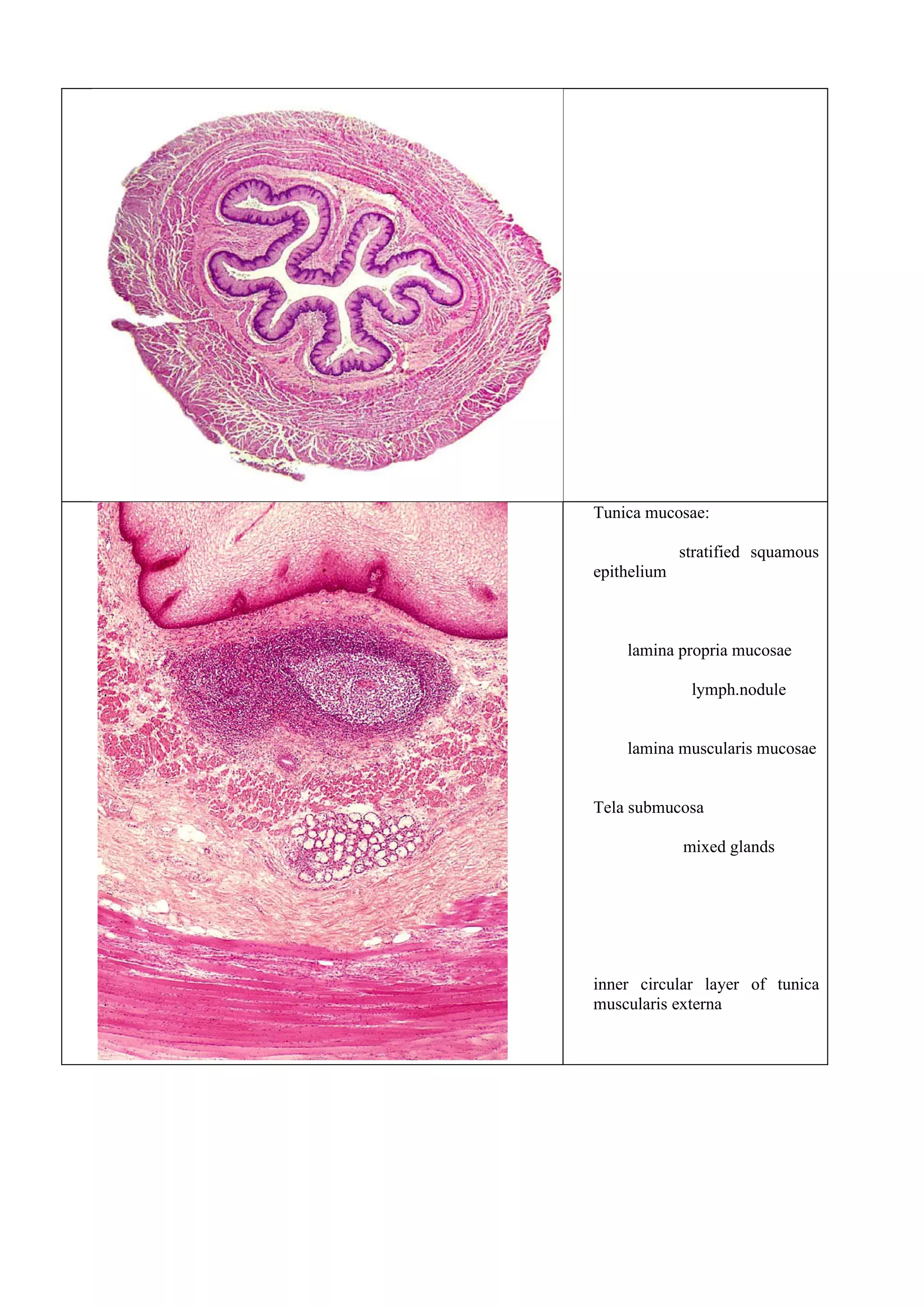 Tooth, esophagus, stomach, small intestine | PDF