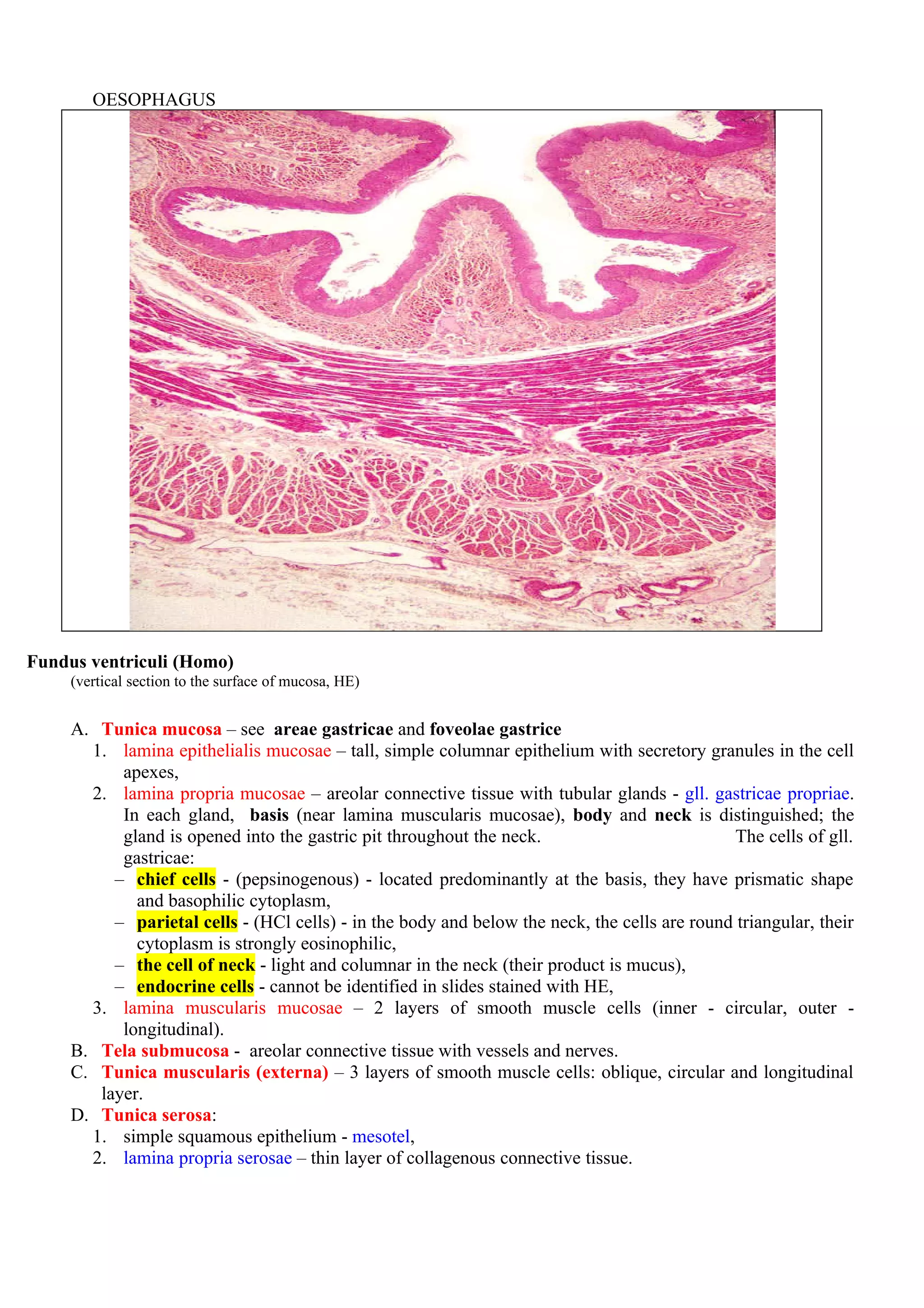 Tooth, esophagus, stomach, small intestine | PDF