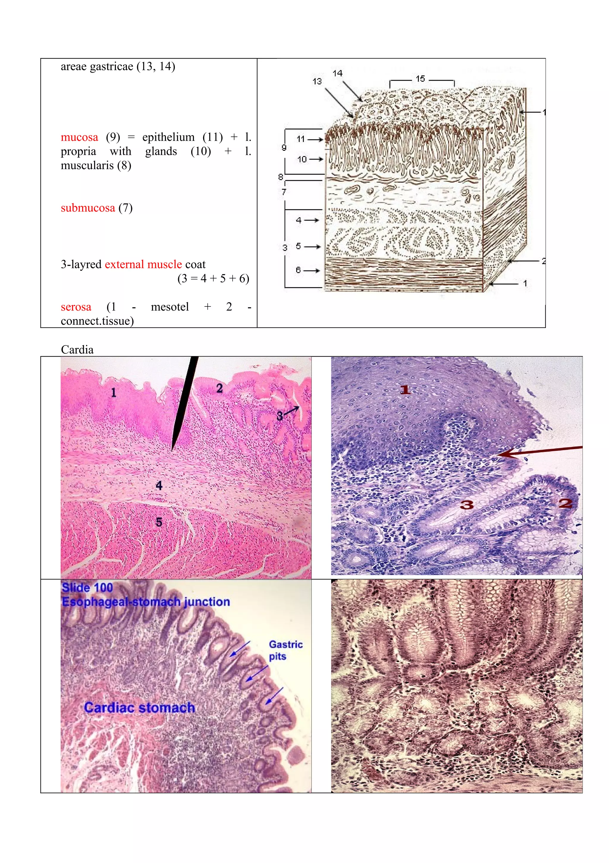 Tooth, esophagus, stomach, small intestine | PDF