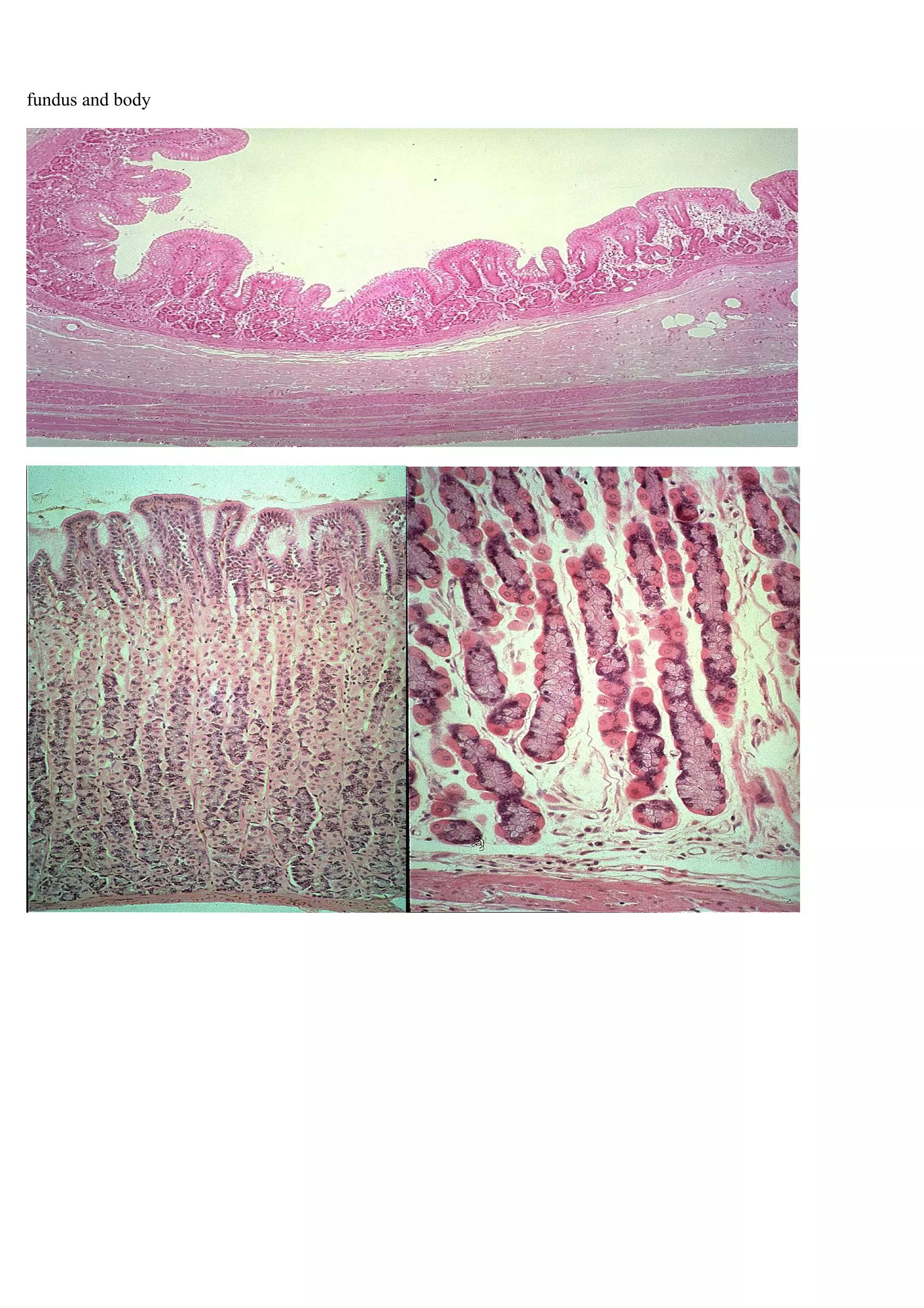 Tooth, esophagus, stomach, small intestine | PDF