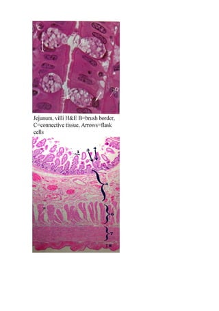 Tooth, esophagus, stomach, small intestine | PDF