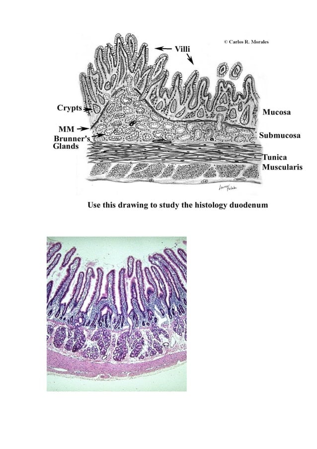 Tooth, esophagus, stomach, small intestine | PDF