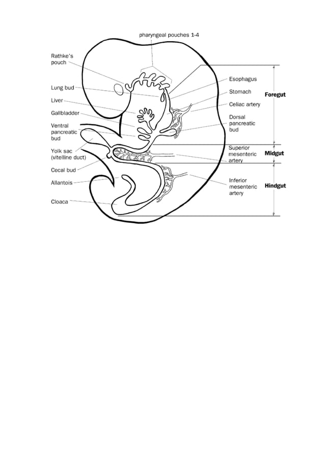 Tooth, esophagus, stomach, small intestine | PDF