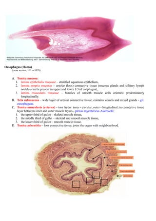 Tooth, esophagus, stomach, small intestine | DOC