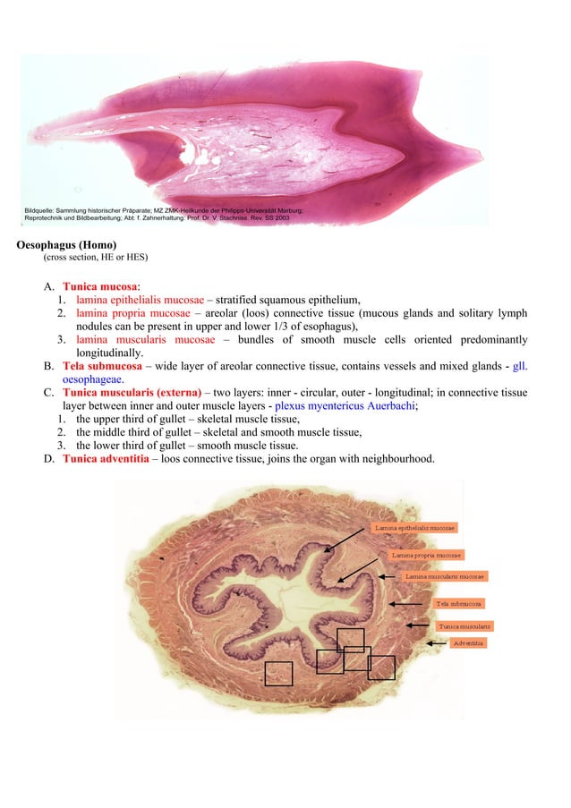 Tooth, esophagus, stomach, small intestine | PDF