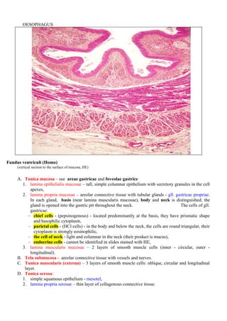 Tooth, esophagus, stomach, small intestine | DOC