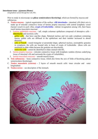 Tooth, esophagus, stomach, small intestine | PDF
