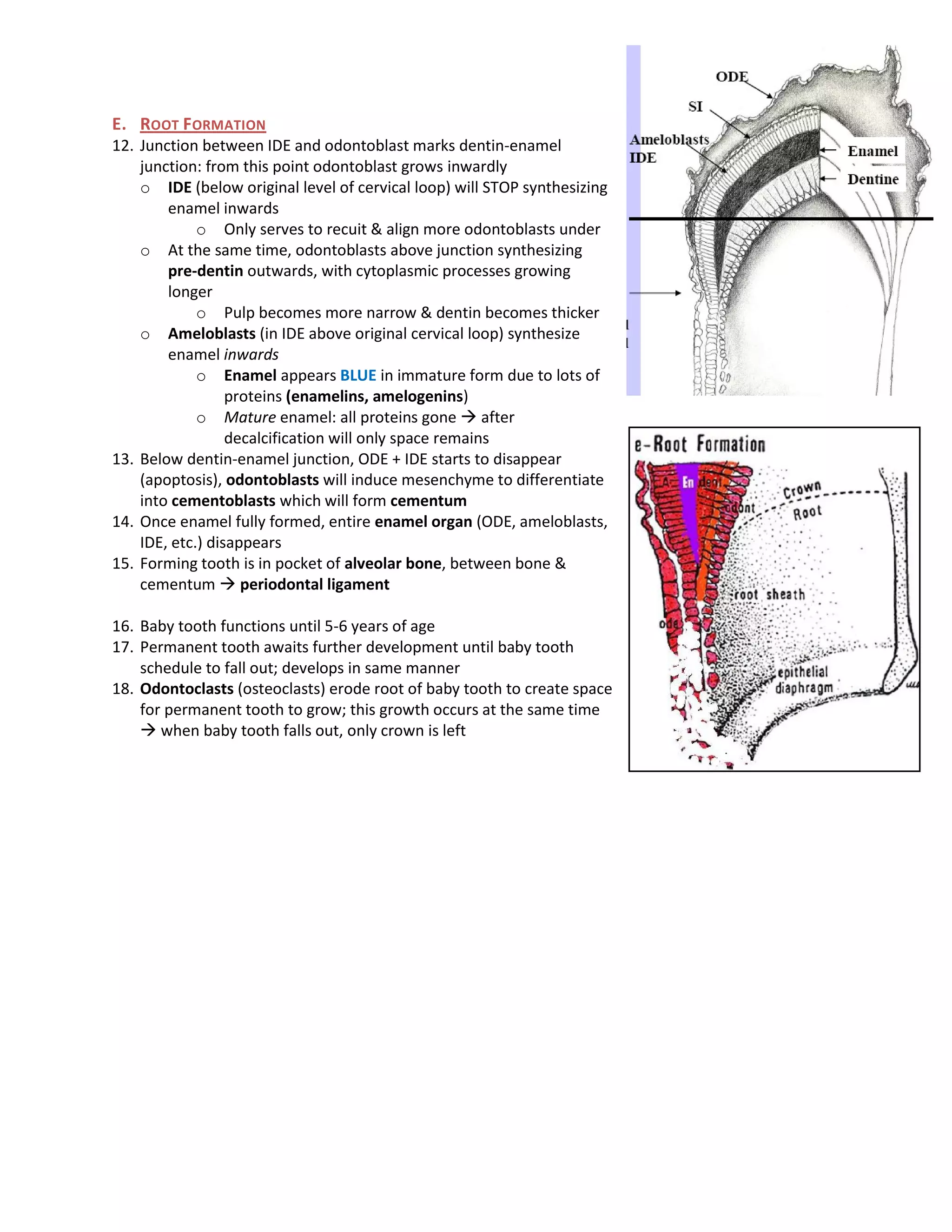 Tooth Formation | PDF | Dental Health | Diseases and Conditions