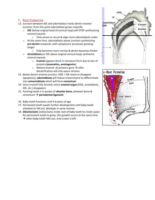 Tooth Formation | PDF | Dental Health | Diseases and Conditions